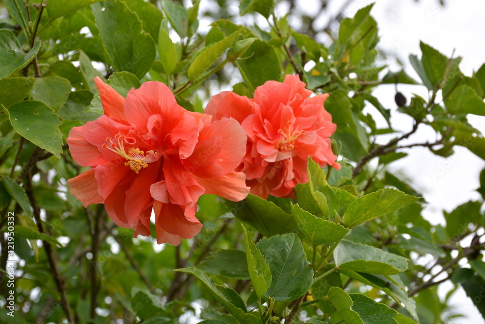 Bunga Raya. Stock Photo | Adobe Stock
