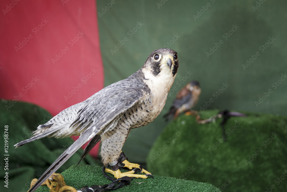 Retrato halcón peregrino aislado en el fondo desenfocado. Primer plano ...