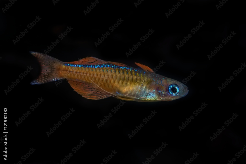 Portrait of blue-eye fish (Pseudomugil luminatus) in aquarium Stock ...