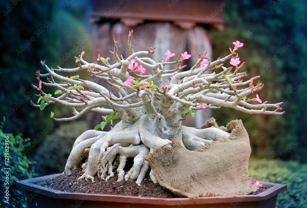 Beautiful Bonsai Tree