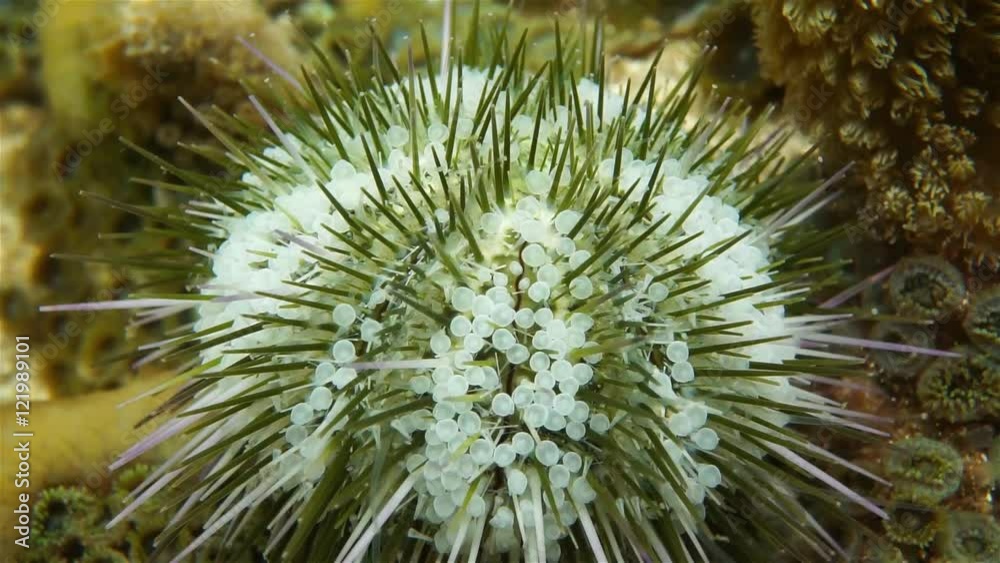 Underwater sea life, Lytechinus variegatus commonly called green sea ...