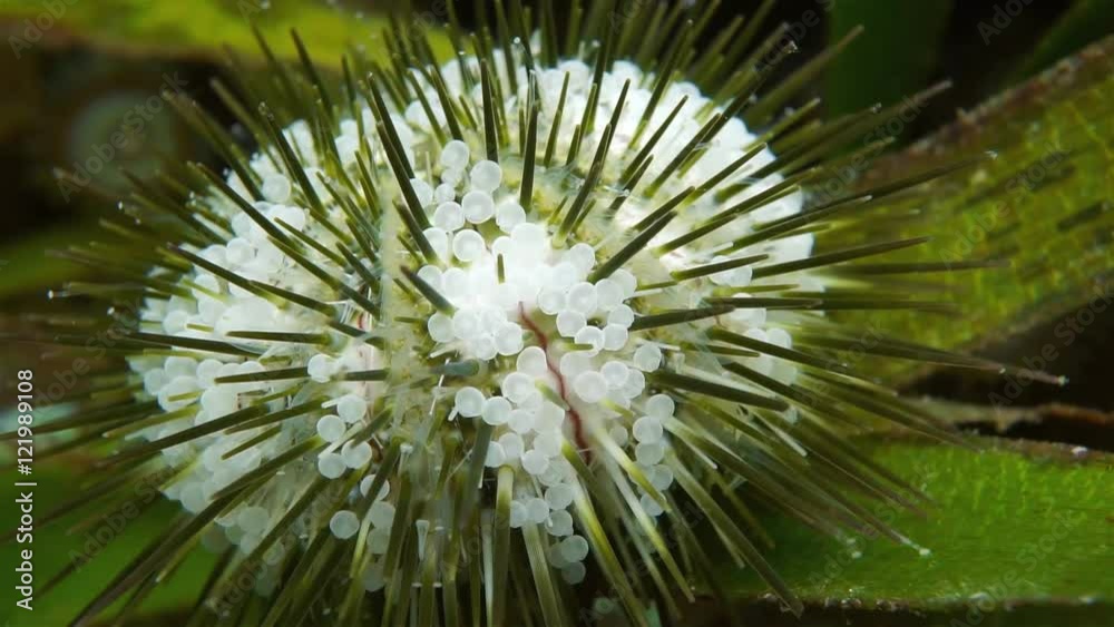 Underwater marine life, closeup video of a Lytechinus variegatus ...