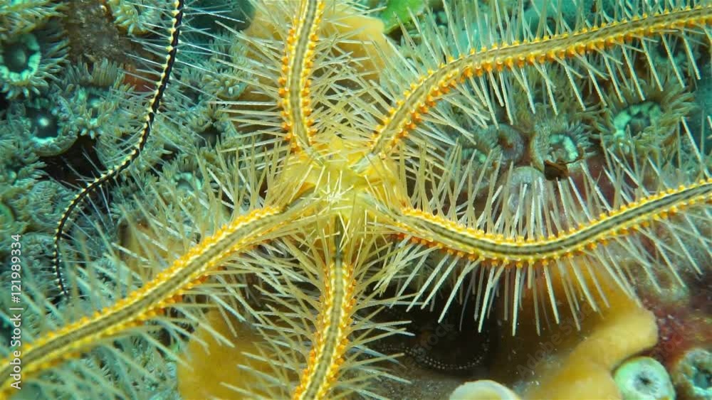 Underwater life, closeup video of a sponge brittle star or Suenson's ...