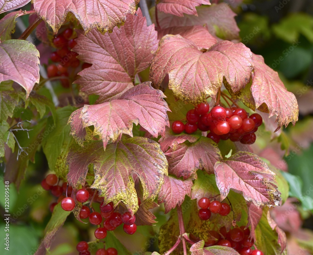 viburnum opulus roseum Stock Photo | Adobe Stock