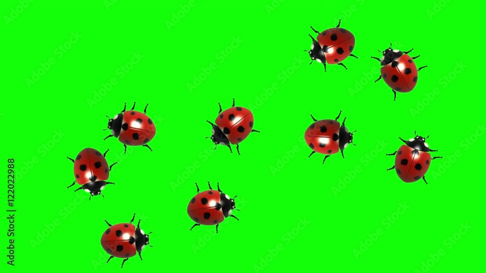 Swarm of ladybugs, CG animated on green screen, seamless loop Stock ...