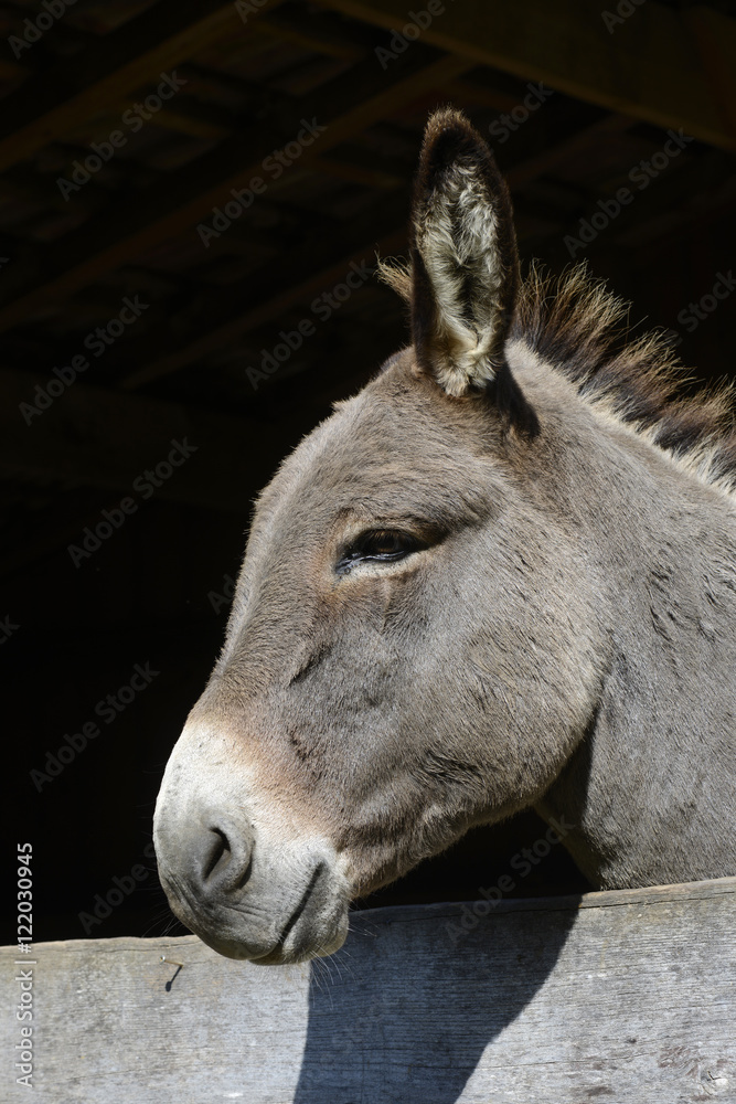 Esel - Hausesel (Equus asinus) Stock Photo | Adobe Stock