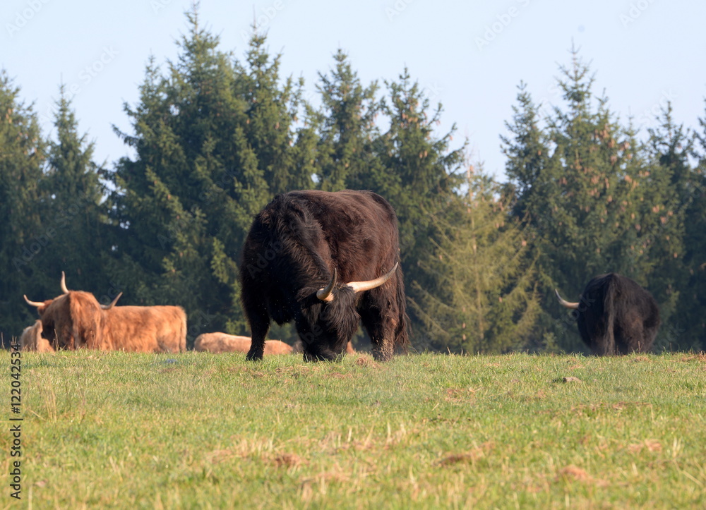The boss, giant black bull infront of his cows Stock Photo | Adobe Stock