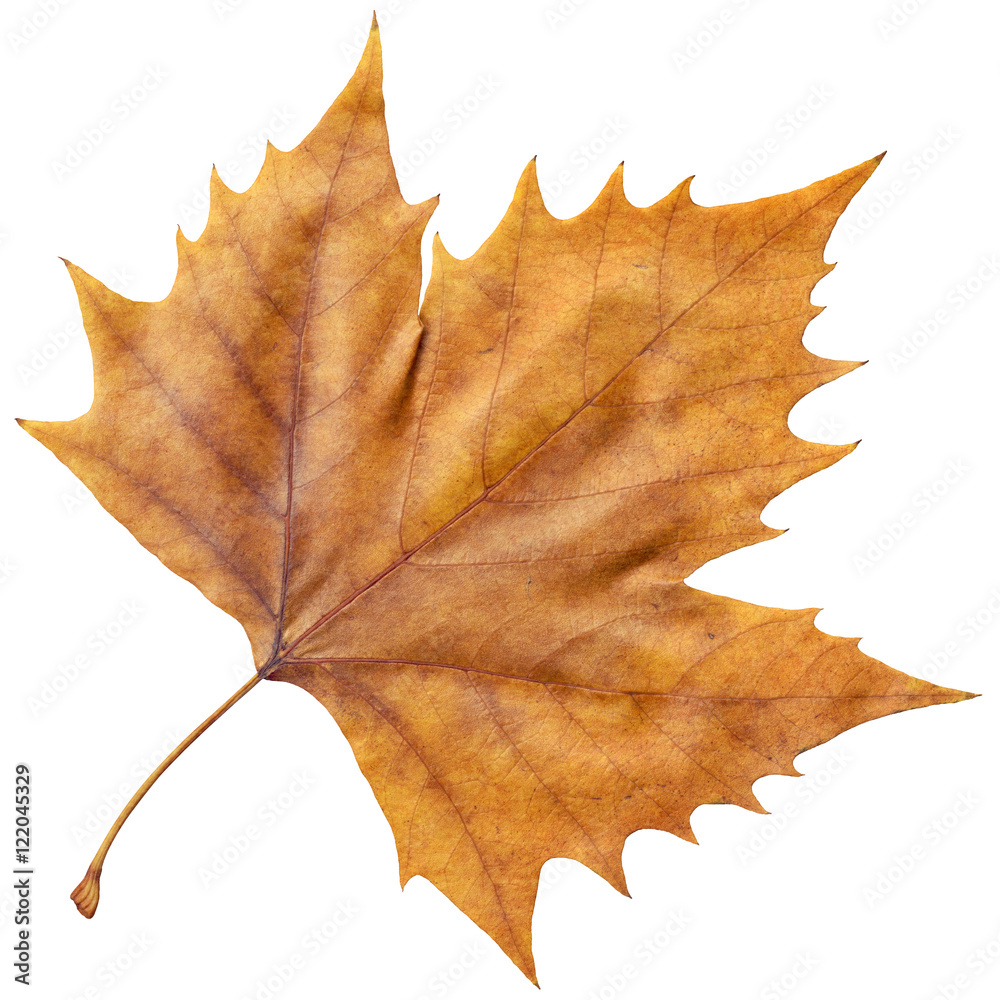 Dry Maple Leaf