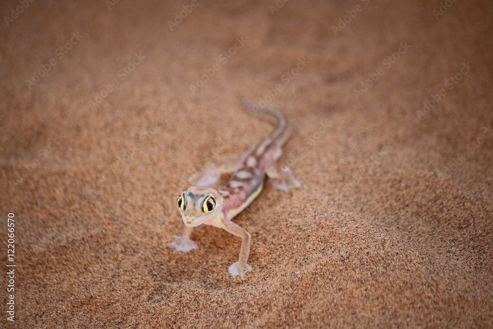 Namib sand gecko - web-footed gecko - lizard - Wüstengecko - Namibgecko ...