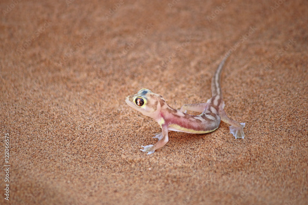 Namib sand gecko - web-footed gecko - lizard - Wüstengecko - Namibgecko ...