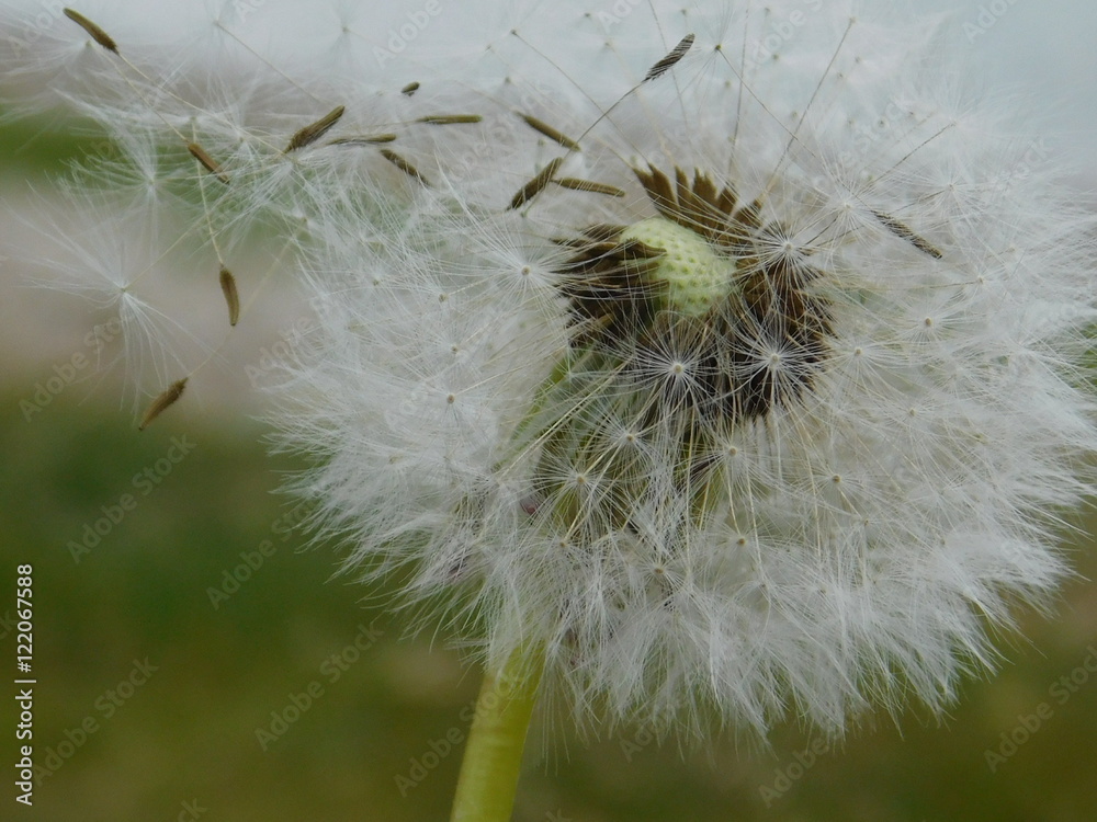 Pusteblume im Wind Stock-Foto | Adobe Stock