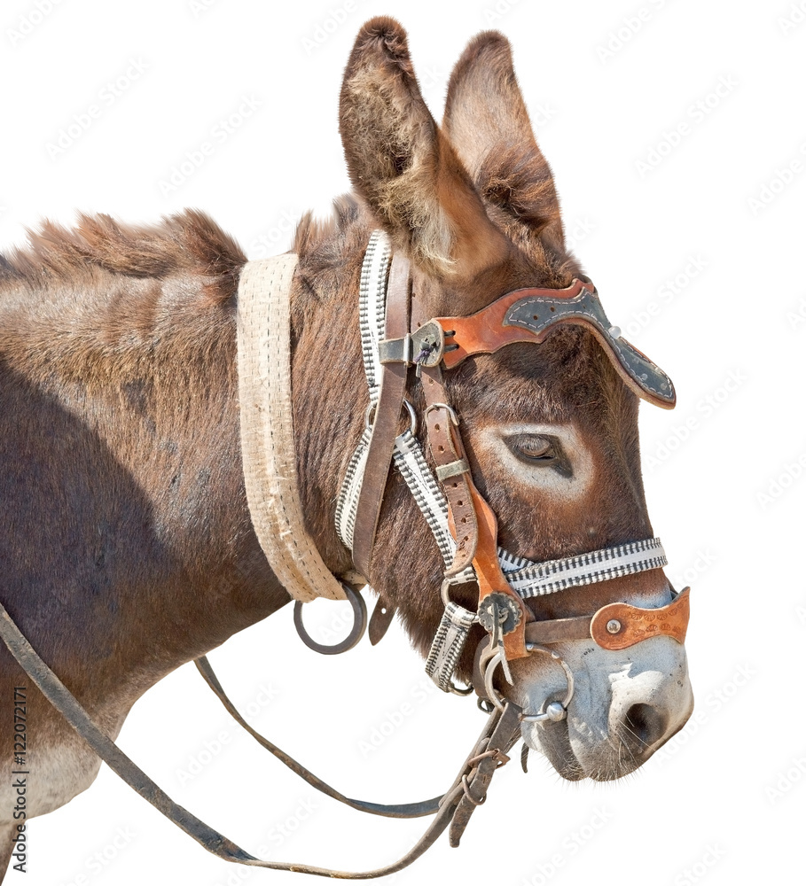 cute donkey Stock Photo | Adobe Stock