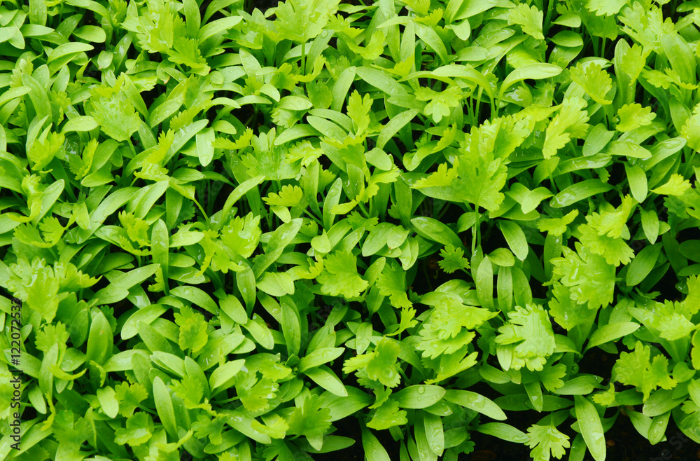 Health benefits of coriander. coriander with top view for textures ...