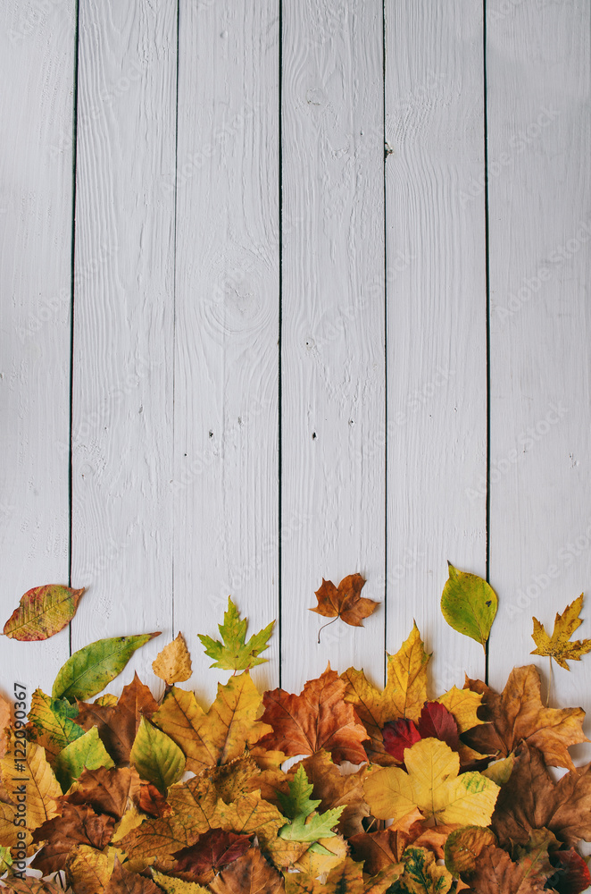 Colorful autumn dry leaves border frame on white painted rustic barn ...