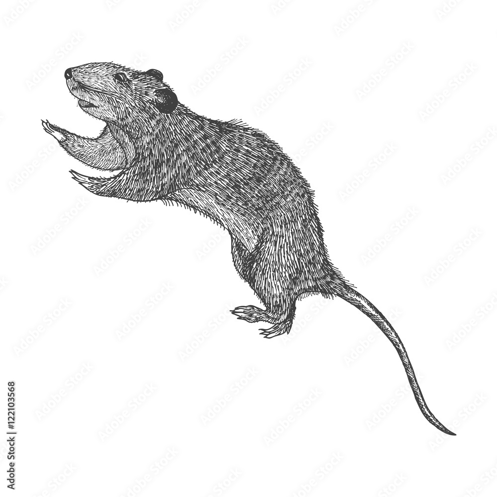 Rat hand drawn, isolated on white. Drawing sketch of the rat. Halloween ...