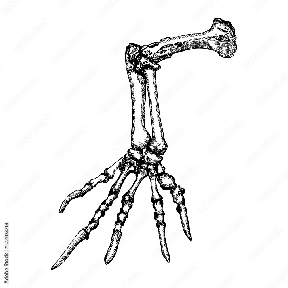 Stylized drawing lizard bones of the hand. Decorative drawn skeleton ...