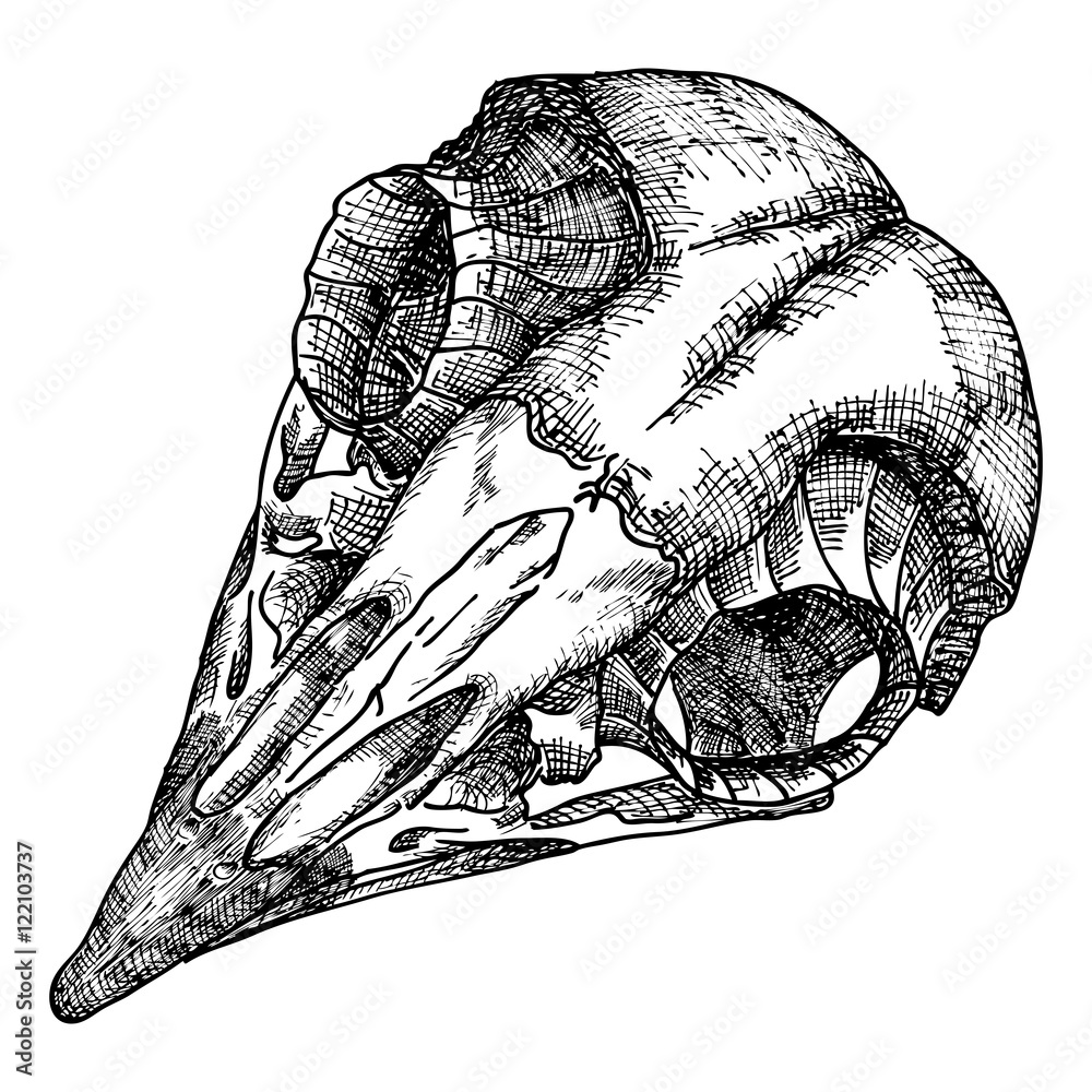 Bird's skull. Hand drawing illustration for Halloween. Stock Vector ...