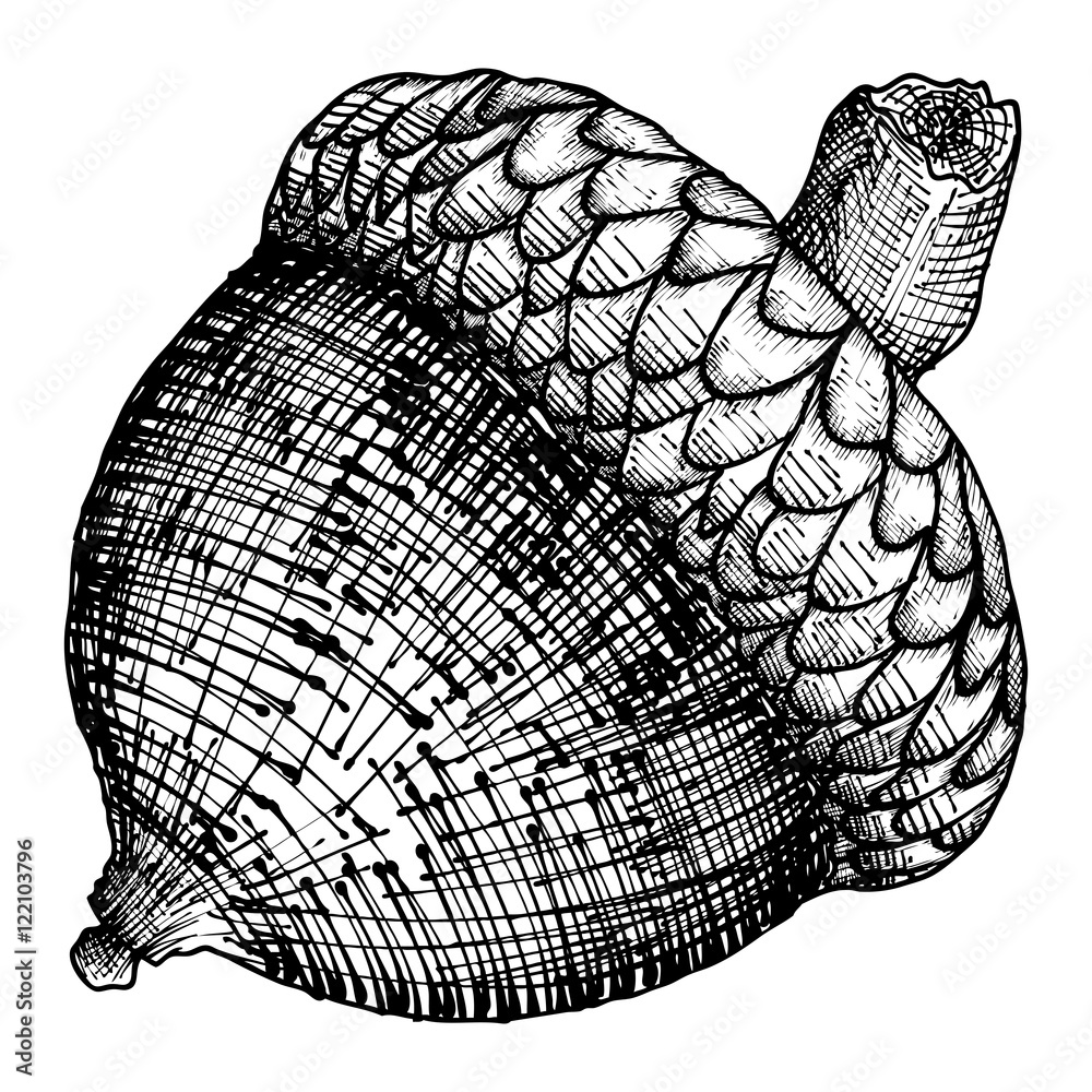 Acorns on the white background. Hand drawing oak nut, is the seed of ...