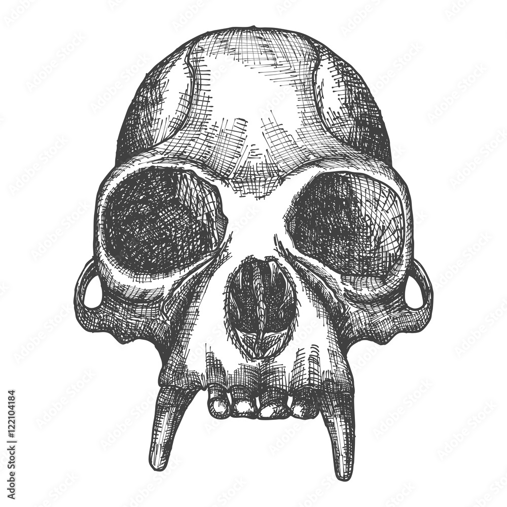 Chimp Skull Drawing