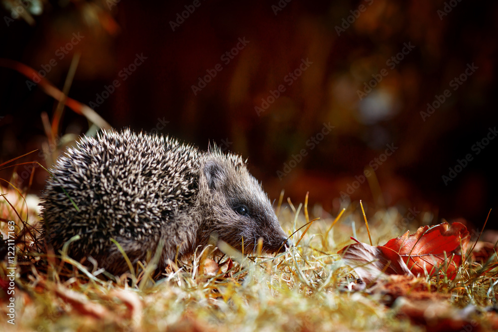Kleiner Baby Igel erkundet den Garten im Herbst Stock Photo | Adobe Stock