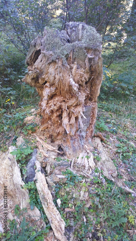 Tronco d'albero tagliato Stock Photo | Adobe Stock
