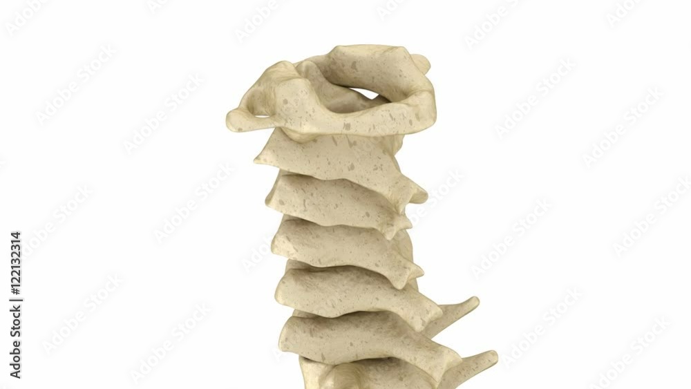 Cervical spine anatomy. Human skeleton. Medically accurate 3D animation ...