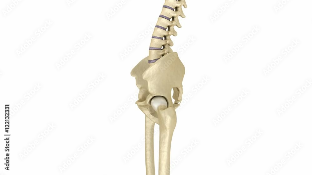 Human skeleton: pelvis and sacrum. Medically accurate 3D animation ...