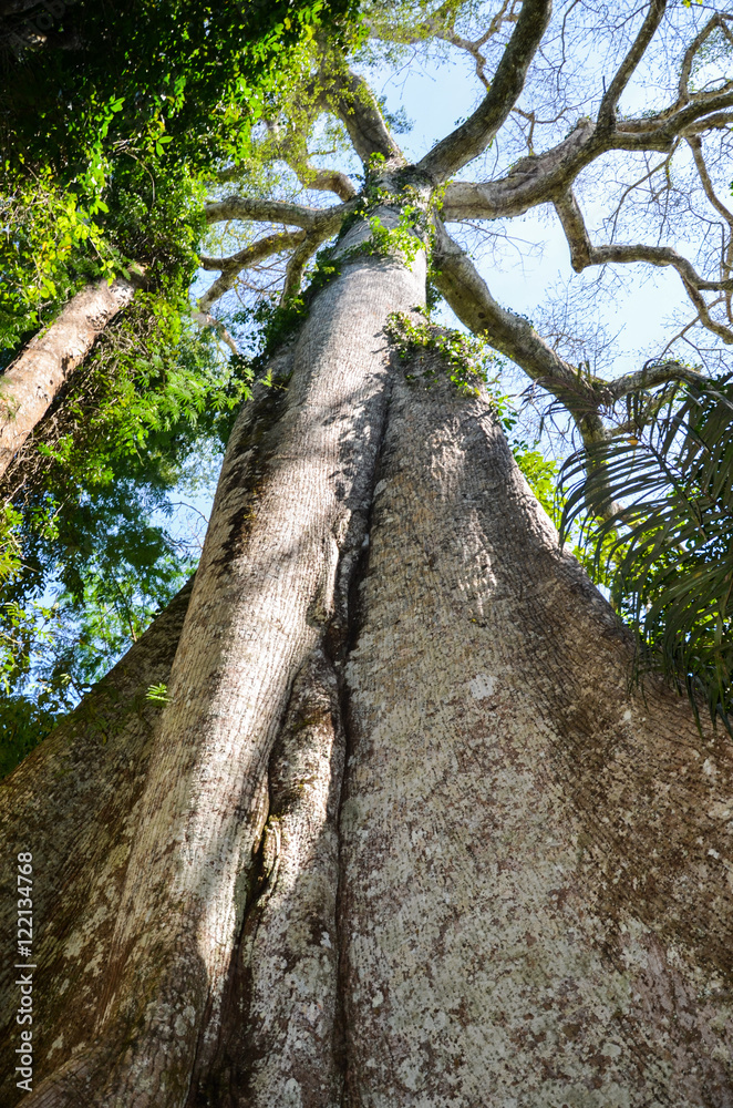 Giant Kapok tree in the Amazon rainforest, Tambopata National Reserve ...