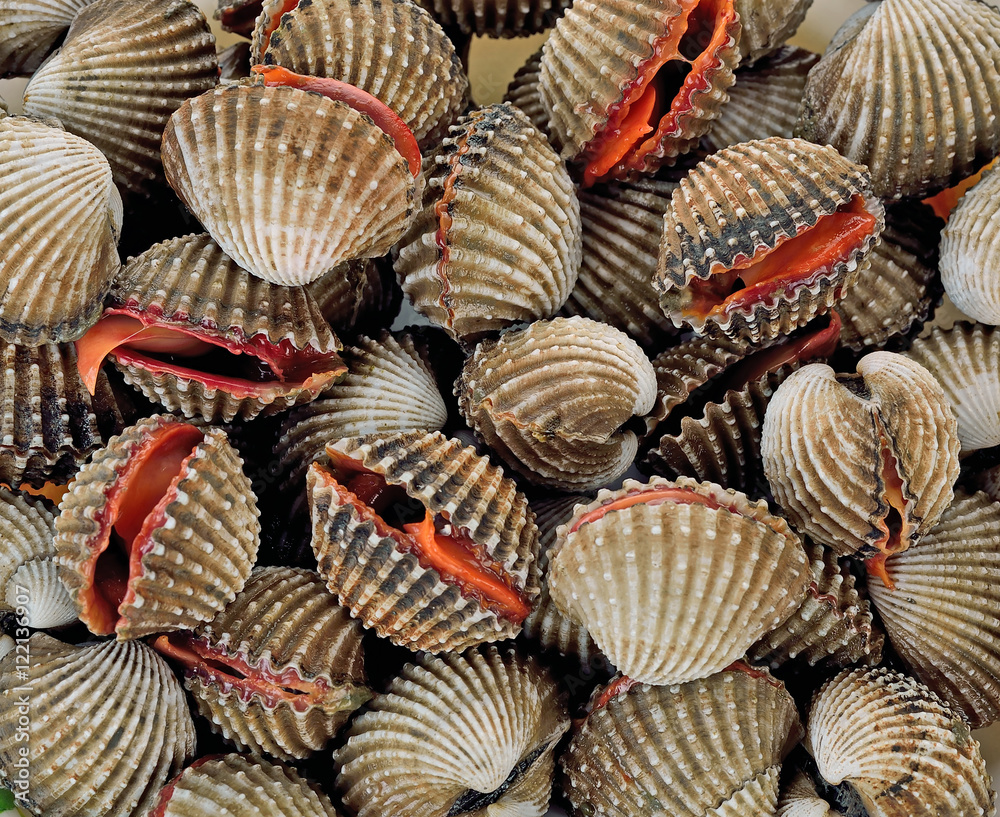 Foto Stock Fresh Blood cockle (Anadara granosa) | Adobe Stock