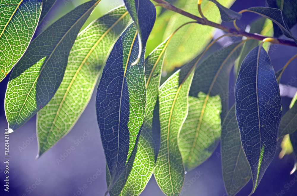 Back lit leaves of the Australian native Protea, the Woody Pear ...