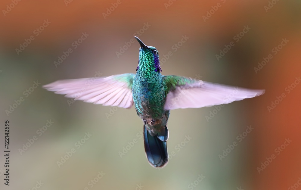 Green violetear or Mexican violetear hummingbird (Colibri thalassinus ...