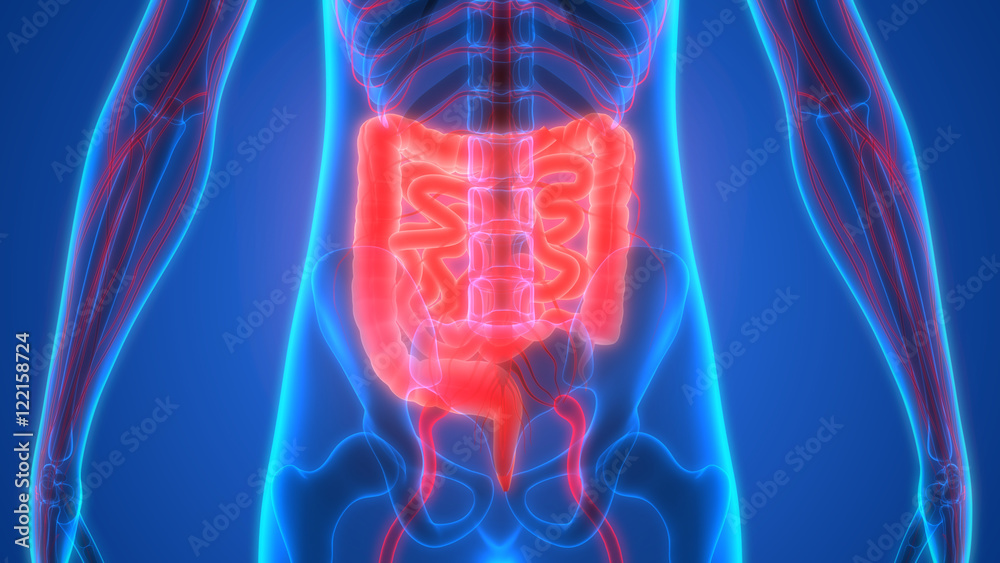 Human Body Organs Anatomy (Large and Small Intestine) Stock ...