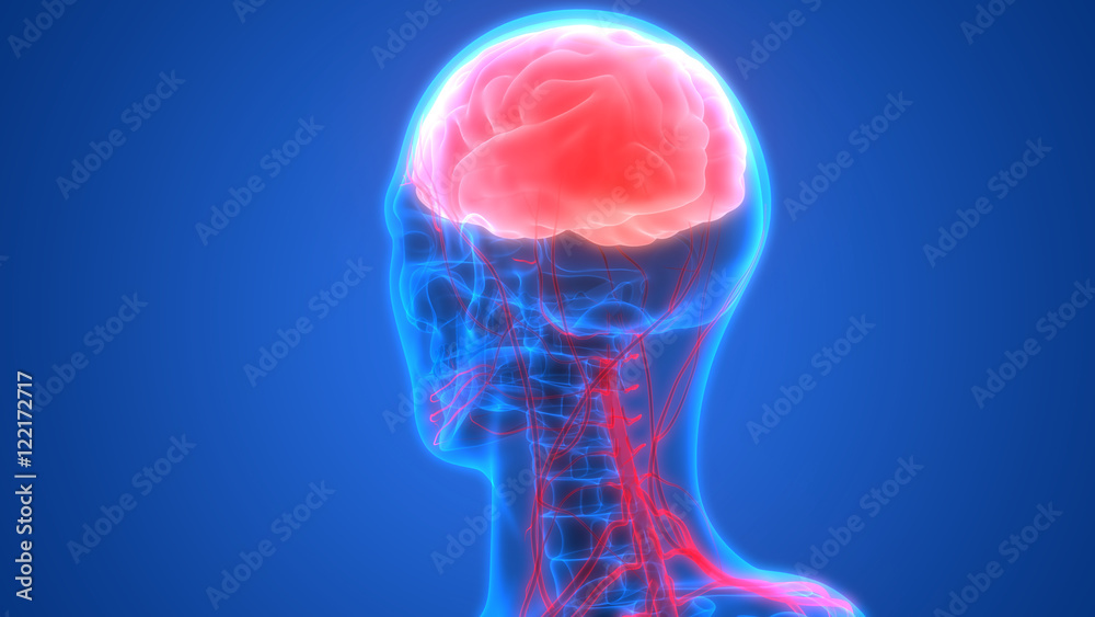 Human Brain with Nervous system Anatomy Stock Illustration | Adobe Stock