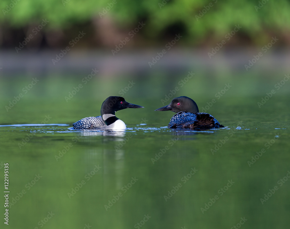 Common Loon female and male. This shot was taken on lac Creux northern ...