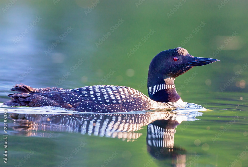 Female Loon