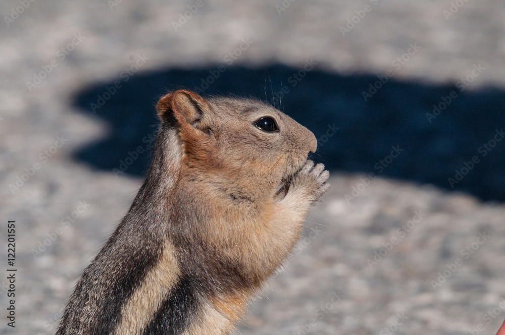 Red Tailed Chipmunk
