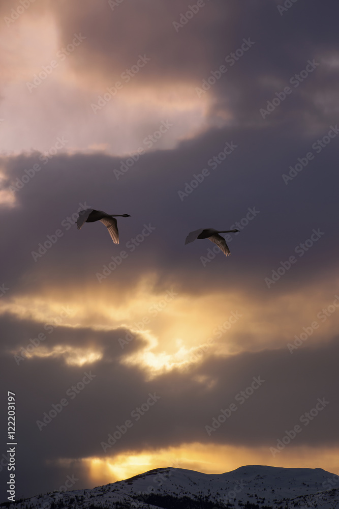 Foto de Composite. A pair of Trumpeter Swans take flight at sunset ...