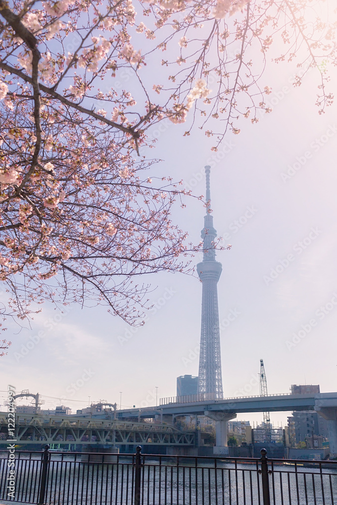 Tokyo Skytree with Cherry Blossoms Surrounded located at Sumida park ...