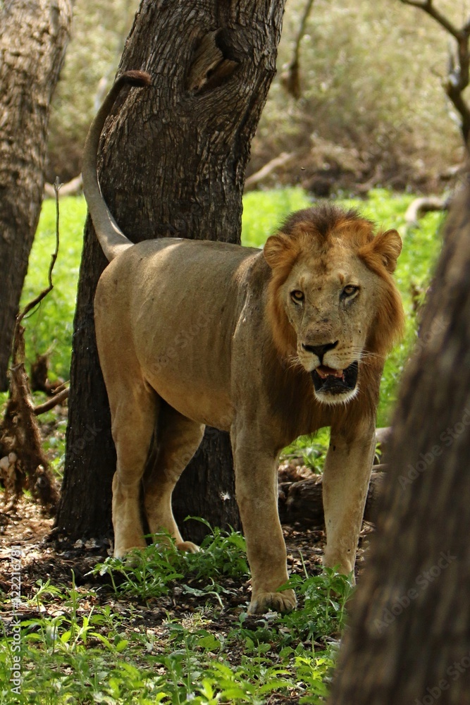 Lion male in the shadow of a big tree, wild animal, african wildlife ...