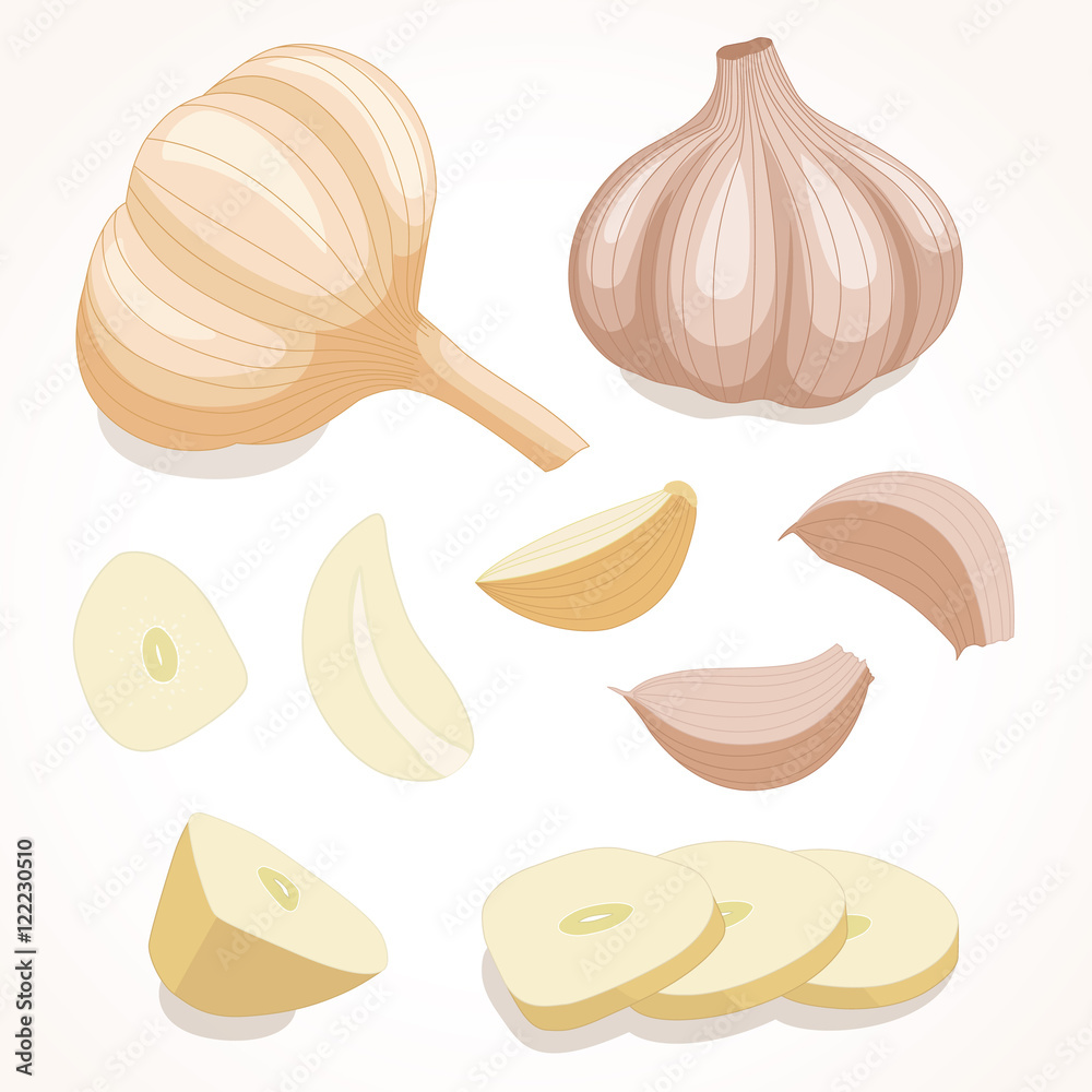 Fresh whole garlic. Vector illustration. Cloves and slices garlic ...