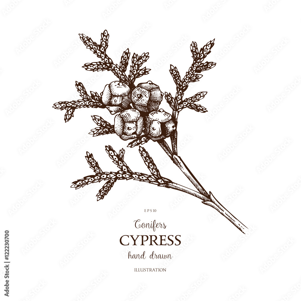 Vintage Cypress illustration. Hand drawn Cypress sketch on white ...