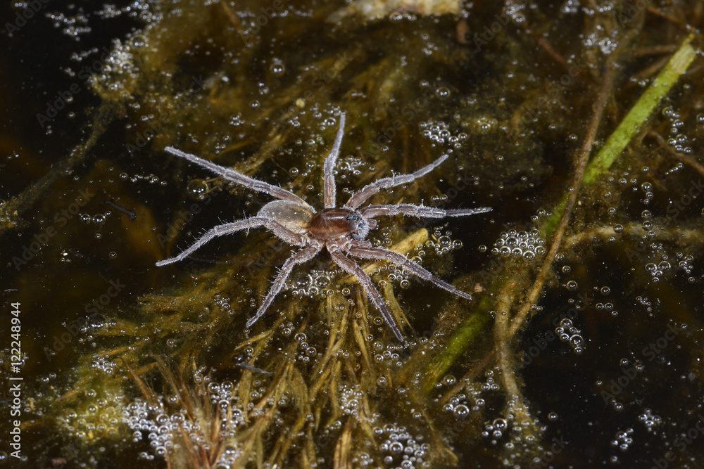 Raubspinne treibt auf der Wasseroberfläche (Menorca / Spanien) Stock ...