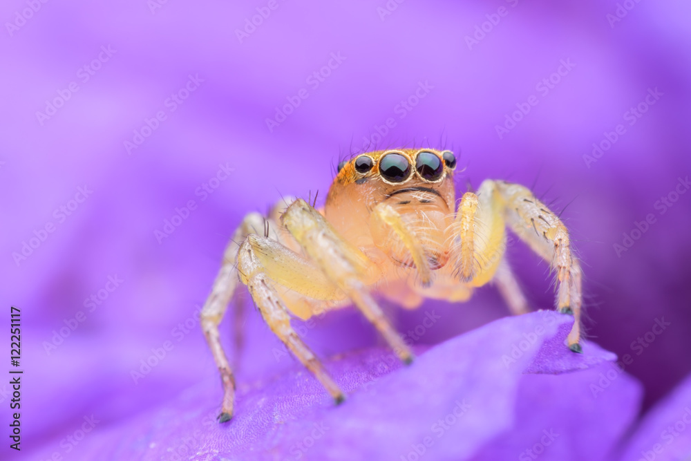 Jumping spider on purple flower Stock Photo | Adobe Stock