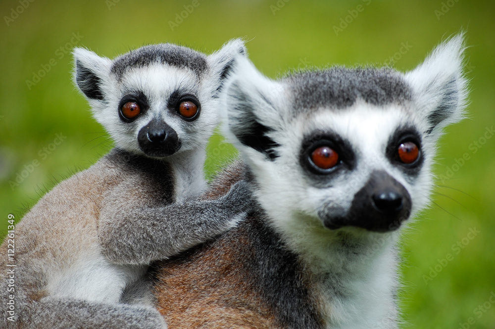 Baby Lemur