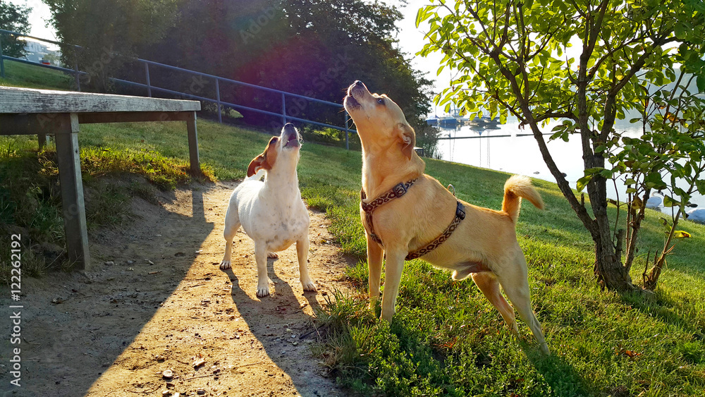 Hundefreunde begrüßen sich herzlich Stock-Foto | Adobe Stock