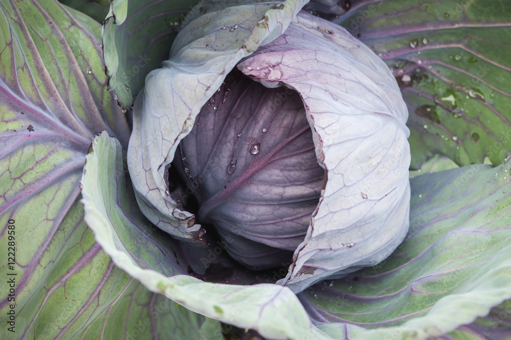 Alaska Cabbage