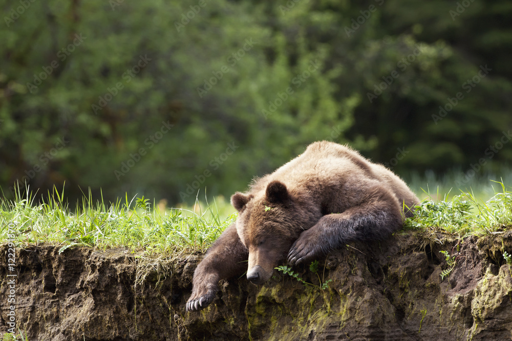 Brown bear resting Stock Photo | Adobe Stock