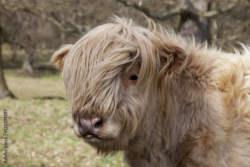 Portrait of cow with long mane Stock Photo | Adobe Stock