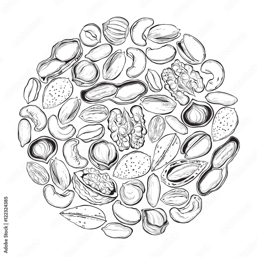 Nuts. Vector illustration in the circle. Sketch, outline drawing Stock ...