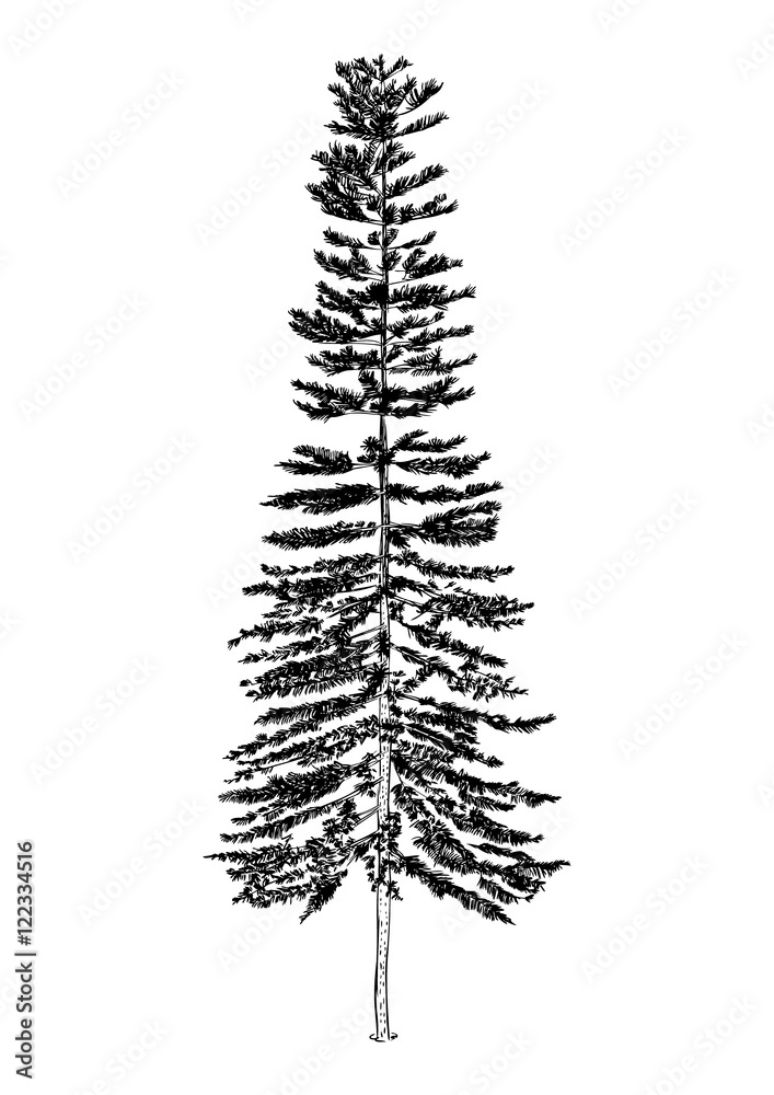 hand drawn illustration of pine tree. sketch of tree, isolated Stock ...